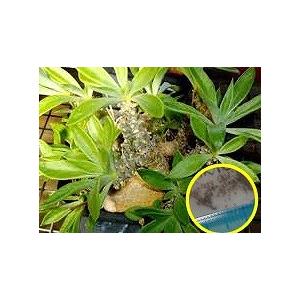 多肉植物ワールド - チレコドン（多肉(一般・先頭タ〜ホ)）｜Yahoo!ショッピング