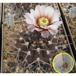 多肉植物ワールド - サボテン｜Yahoo!ショッピング