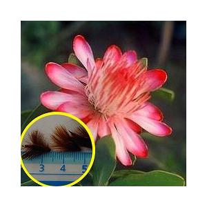 多肉植物ワールド - プロテア（その他の気になる植物（多肉以外））｜Yahoo!ショッピング