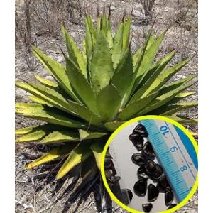 アガベ・リオバー(Agave lyobaa)の種子 :SUC-AGV-Agave-lyobaa:多肉植物ワールド - 通販 - Yahoo ...
