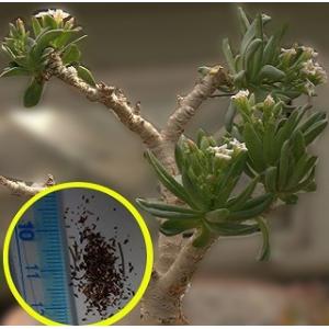 多肉植物ワールド - チレコドン（多肉(一般・先頭タ〜ホ)）｜Yahoo!ショッピング