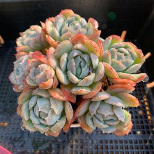 農園直売 多肉植物 寄せ植え グラプトべリア属 ティテュバンス錦 農園直売 多肉植物 寄せ植え グラプトべリア属 ティテュバンス錦