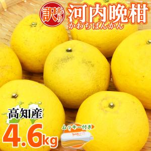 土佐の旨味市場 - ばんかん（農産物）｜Yahoo!ショッピング