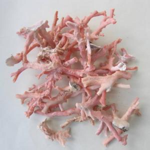 高知沖産赤珊瑚の拝見・原木・置物 /艶出し加工済み/『宝石 高知沖産赤珊瑚の拝見・原木・置物 /艶出し加工済み/『宝石