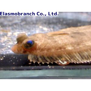 アクアハウス魚の道 - ヒラメ・カレイ・コチ｜Yahoo!ショッピング