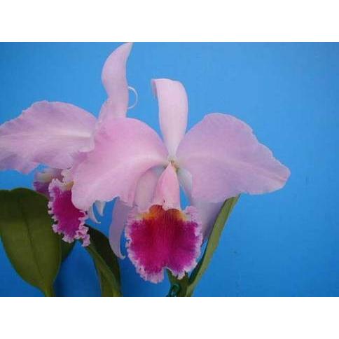 山田蘭園 - 趣味家向け洋蘭｜Yahoo!ショッピング