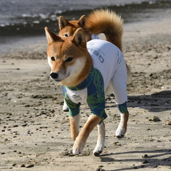 型番：LGE544-4600Mブランド：ジウォーク商品名：LGE544 プロテクト　ロンパース ラッシュガード　 中型犬カラー：オレンジ/グリーン