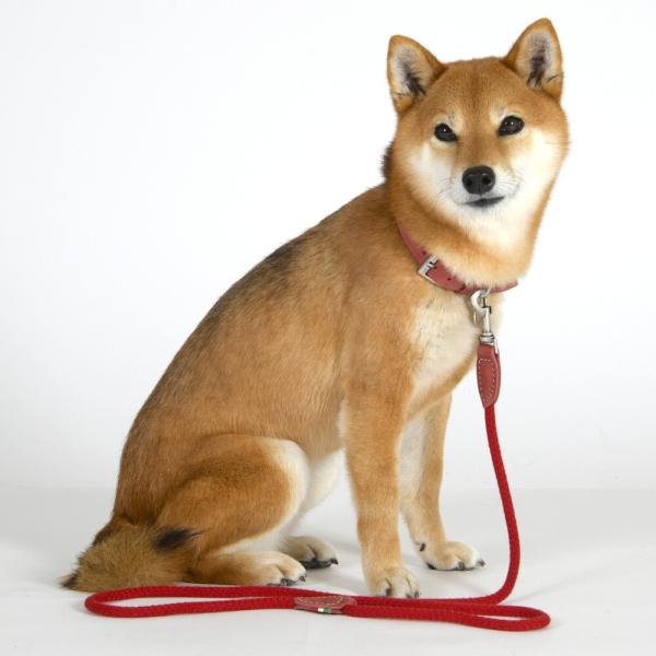 型番：LDV313-5000ブランド：ダウィンチ商品名：LDV313 ビアンカ　シティー　リーシュ　１１０ 【L】 イタリアンレザー　リードカラー：ブラウン/レッド/ピンク/オリーブ/ブルー/ブラック