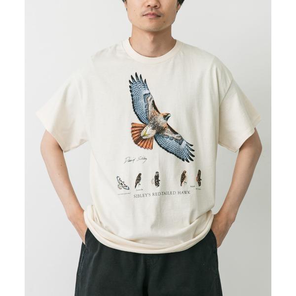 型番：DMA5-S12ブランド：アーバンリサーチ ドアーズ商品名：LIBERTY GRAPHICS　Sibleys Red-tailed Hawkカラー：ナチュラル