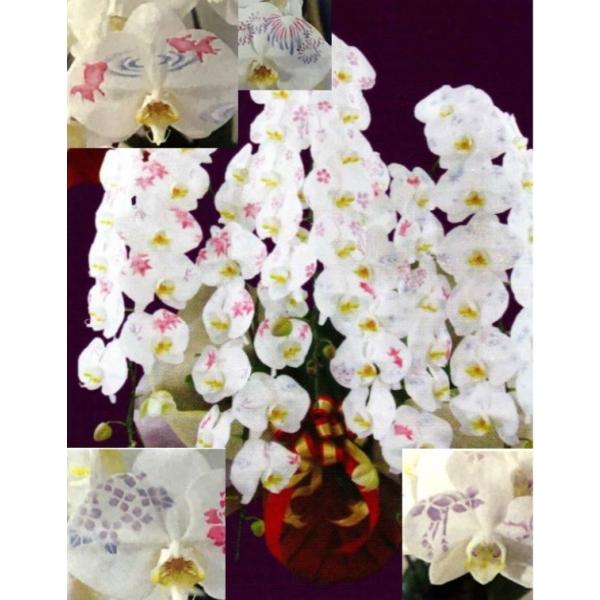 ●お化粧をした胡蝶蘭を見たことがありますか？高さ約50〜60cm ご家庭に最適なサイズです。当店では胡蝶蘭に専用パウダーでのお化粧を施した「化粧蘭」を販売しています。下記の選択項目からお好みの模様や文字を選択してのオーダーとなります。・オー...