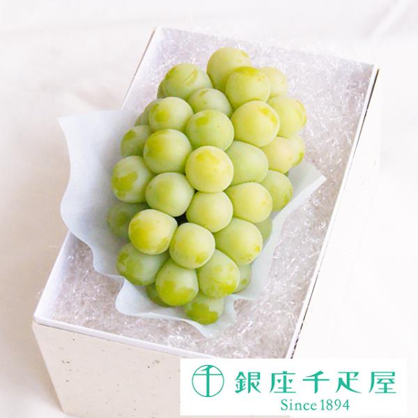 ・アレキサンドリア(約600g)×1房関連キーワード：銀座千疋屋,ギフト,高級フルーツ,通販,果物,