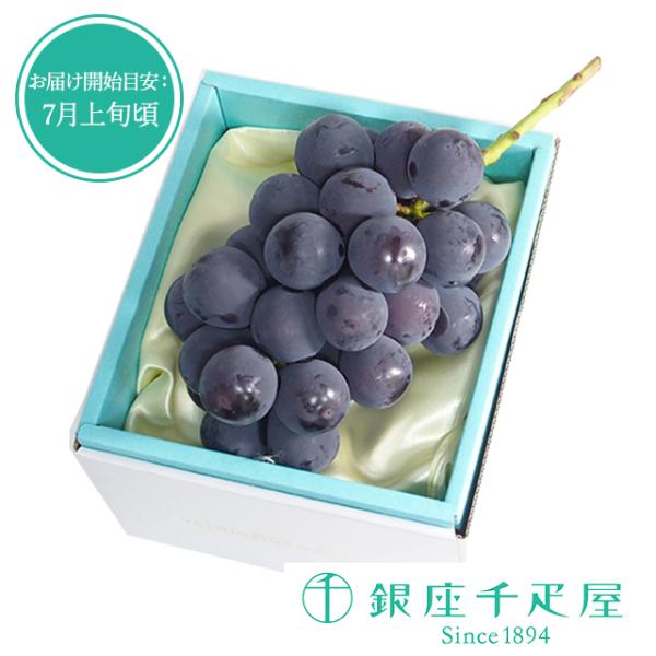 ピオーネ（約500g）×1関連キーワード：銀座千疋屋,ギフト,高級フルーツ,通販,果物,