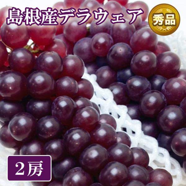 シャインマスカットなどの大粒のぶどうが多く出回る昨今ですが新年度、一番最初に入荷するぶどうが島根産デラウェアです。島根県はデラウェアの全国有数の産地。島根産デラウェアは他産地よりも早い時期から出荷が始まります。そのため、ぶどうを待ち望んでい...