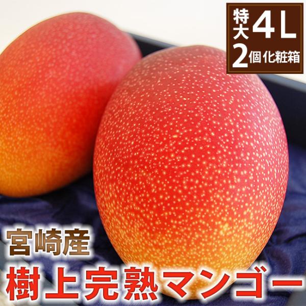 商品内容:宮崎産樹上完熟マンゴー【秀品】4Lサイズ2個セット発送時期:4月上旬〜7月末頃配送温度帯:冷蔵 梱包サイズ:80サイズ梱包:専用の化粧箱(約：縦16.5cm×横26.5cm×高さ12cm)にお入れしてそれをさらに外箱にお詰めして贈...