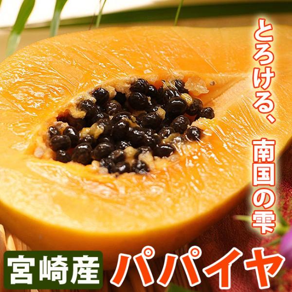 ◆宮崎産パパイヤ【 秀品 】2個入ご自宅用ダンボール箱に入れてお送りいたします。お試し エコ梱包 ダンボール入りトロピカルフルーツ お試し 南国 果物 クール便 送料無料南国フルーツ  旬 贈り物 プレゼント お祝 内祝 お見舞 ご自宅用 ...