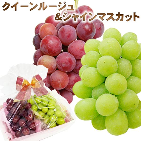 多汁で糖度が高く大きな粒の「巨峰」もしくは「ピオーネ」と種が無く皮ごと美味しく食べられる「シャインマスカット」を華やかにラッピングいたします。◆長野産クイーンルージュ1房【秀品】◆山梨・長野・島根産など国産シャインマスカット1房【秀品】(合...