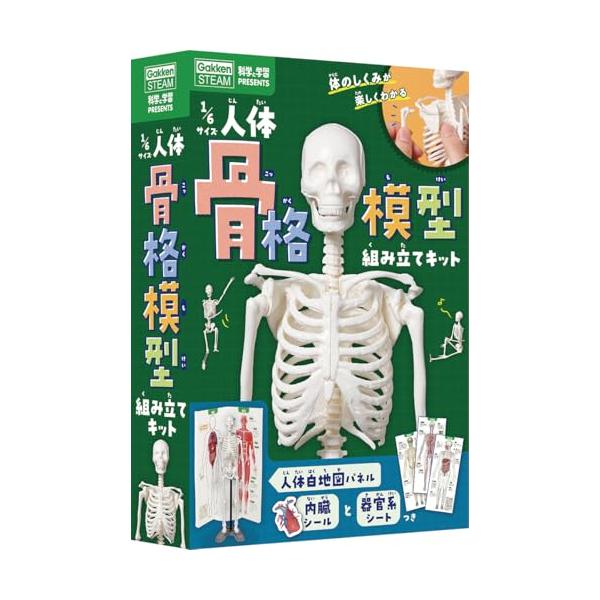 高さおよそ30cm、成人の約1/6サイズの人体骨格模型を組み立てて学べるキット。リアルな模型をパズルのように組み立てるうちに、体のつくりがよくわかります。骨格模型だけでなく、「人体白地図パネル」やパネルにはる「内臓シール」、パネルを着せかえ...