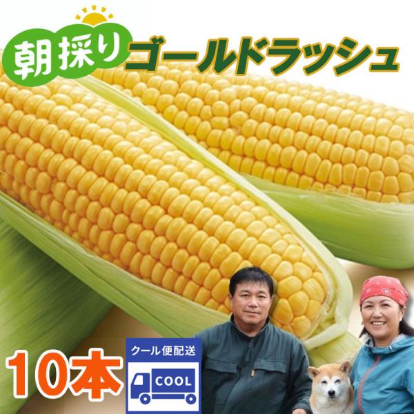 生でも美味しい！とうもろこし ゴールドラッシュ収穫したその日に発送するから超新鮮！生産者：柴田 幸宣　内容量：１０本　3.5kg
