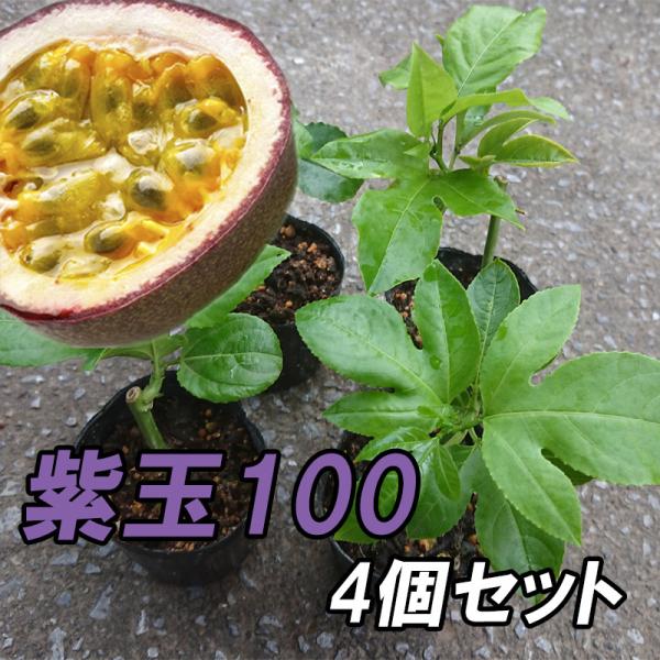 鉢植えの場合は大きめの鉢に植え替えてください。緑のカーテンとしてご利用は、摘心することで枝が四方八方に広がります。多年草ですが寒さには強くないので冬は屋内での栽培が必要です。夏場は特に水切れに注意して、たっぷり水をあげてください。冬以外はは...