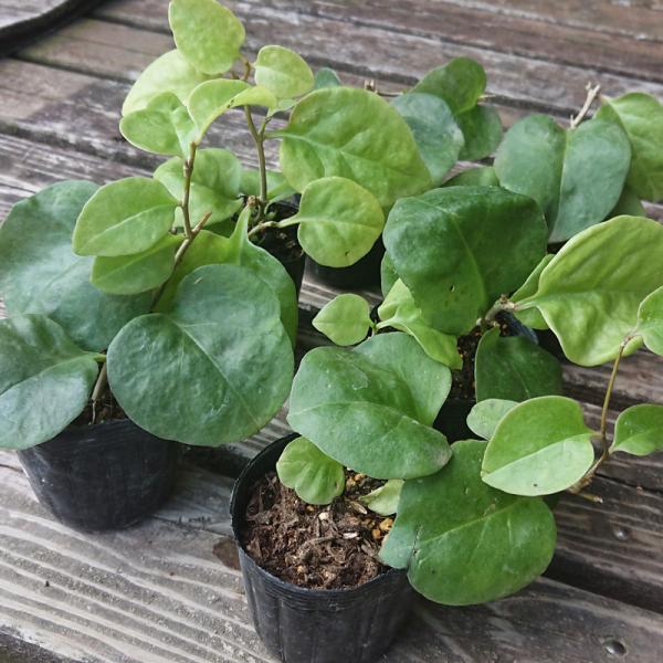 百薬というように、葉酸やミネラル（カルシウム、マグネシウム、亜鉛、銅）、ビタミンＡを多く含み、栄養価が高いことから、健康野菜として注目されています。生のまま食べると青臭みが感じられますが、さっと茹でる事でかなり食べやすくなります。茹でた状態...