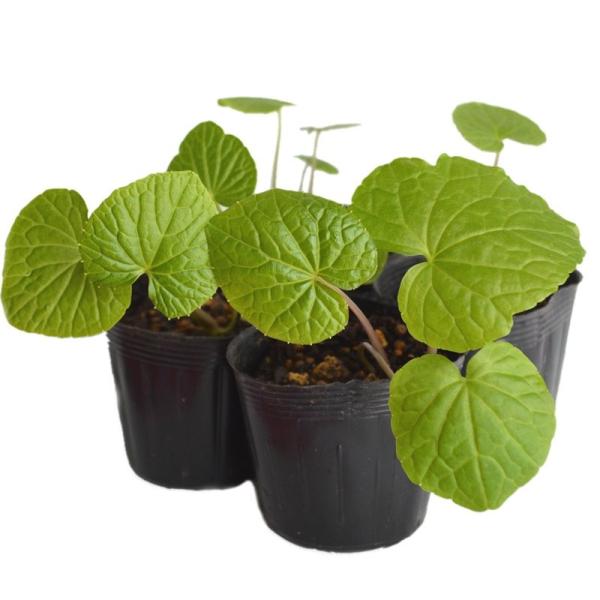 「沢ワサビ」ですが、畑やプランターに植えると「畑ワサビ」や「葉ワサビ」としても使える画期的な水陸両用型のワサビです。上手に育てると、 畑でも沢ワサビのように根を太く育てることができます。ワサビは数少ない日本原産の植物で、防腐作用や殺菌作用が...