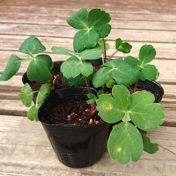 セリ科カワラボウフウ属の多年草です。栄養価がとても高いため、パワーベジタブルと呼ばれています。「一株食べれば1日長生きできる」と伝えられてきた薬草喘息、肝臓病、高血圧、神経痛に効くとされています。