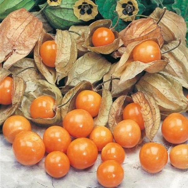 インカベリーとは“インカ帝国”があったペルー原産のフルーツ。日本では“西洋ほおずき”などと呼ばれてます。お召し上がり方はいろいろ、ヨーグルト、お菓子、サラダのトッピング、もちろんそのままでもお召し上がり頂けます。フランスやイタリアでは生食と...