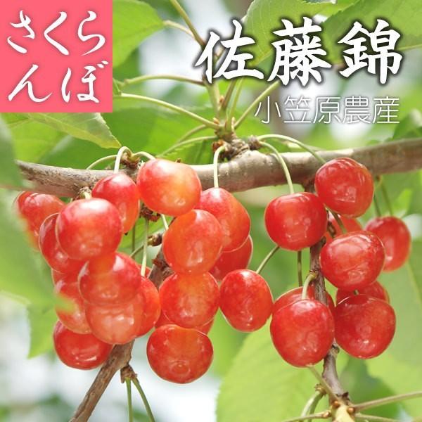 ●こちらは【予約販売商品】です。発送は６月下旬頃を予定しております。●お届け内容: さくらんぼ 佐藤錦 Lサイズ 1kg (バラ詰め)●配送方法:普通便●送料:送料無料※沖縄・離島は別途料金がかかります。●同梱包について:産地直送の為、「小...