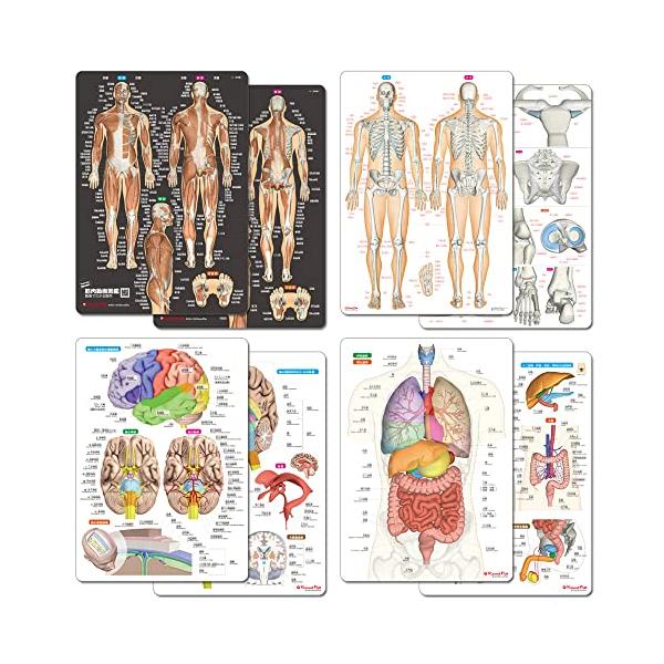 A4サイズのプラスチック解剖学下敷きシリーズ(人体まるわかりシート)の、 「筋肉まるわかりシート」、「骨と関節まるわかりシート」、「脳まるわかりシート」に第4弾「内臓まるわかりシート」を加えた4枚セット。全部まとめてまるわかり! 続きを読む...