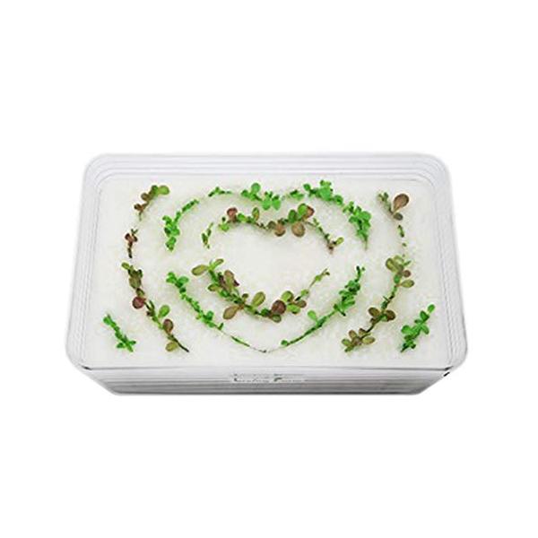 ウレタン培地シートにベビーレタスの種を植えると、５*８日で可愛いい*ハートの形の菜園が出現します。母の日、父の日、クリスマス、バレンタインのギフト、記念日のプレゼントとして最適です。ラッピングしています。 セット内容 ： 育成ケース 1個 ...