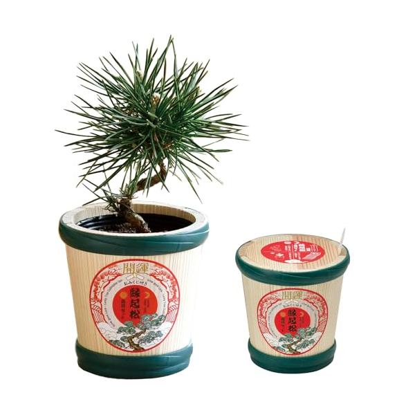 セット内容:樽,培養土,インナーポット,説明書,種,おみくじ商品サイズ:約9.2*9.2*9.2cm商品重量:約130g素材:木生産国:日本DIY・工具・ガーデン/ガーデン/種・苗/栽培キット