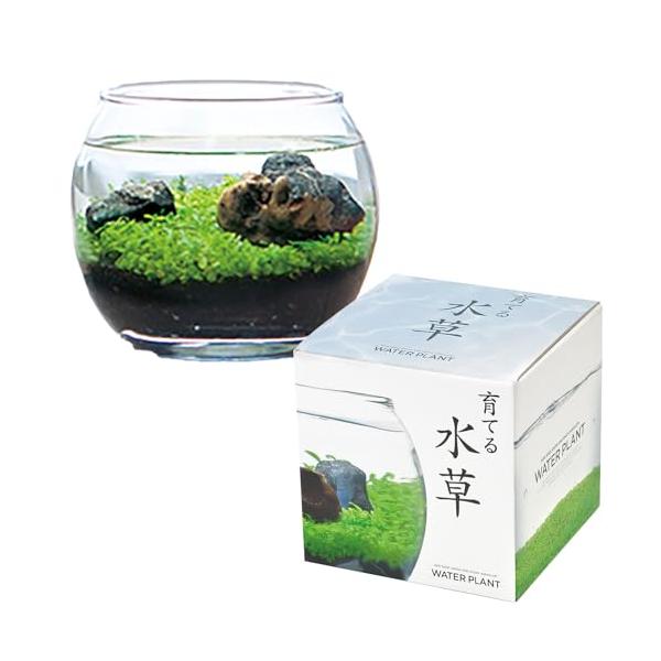 商品サイズ:約12*12*11.5cmセット内容:ガラス鉢,流木,石,土,種,説明書*各1"水景"を作り上げるまでに必要なものがすべて揃った水草の栽培セット栽培最適期間:3*9月栽培の際は説明書をよくお読みくださいDIY・工具・ガーデン:ガ...