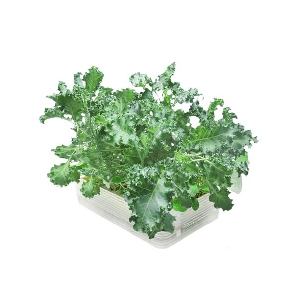 土を使わず、お水と液体肥料で育てる水耕栽培キット　サイズ：22*15*6cm セット内容  ： 栽培ケース 1個 、栽培トレイ 1個 、培地シートM スリット付2枚 2回分 、液体肥料 30cc 、ネームプレート 1枚 、種子 ベビーケール...