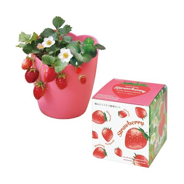 商品サイズ:約11.5*11.5*12.3cm商品重量:0.24kgセット内容:ハートポット,インナーポット,鉢底シート,培養土,種,説明書(日本語/英語),肥料素材:ポリプロピレン栽培の際は説明書をよくお読みくださいDIY・工具・ガーデン...