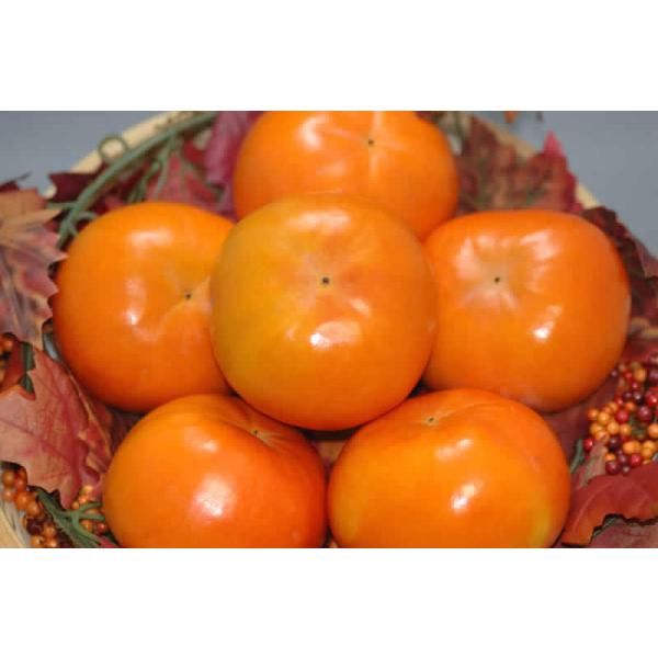 富有柿は完全甘柿に分類され、とても甘みが強く、ジューシーで、果肉は軟らかくとても緻密な味です。少し軟らかくして食べると、甘みとジューシーさが倍増します。等級：優版(無印)の品質にてお届けします。若干のスレやキズがございますが、食味は劣りませ...