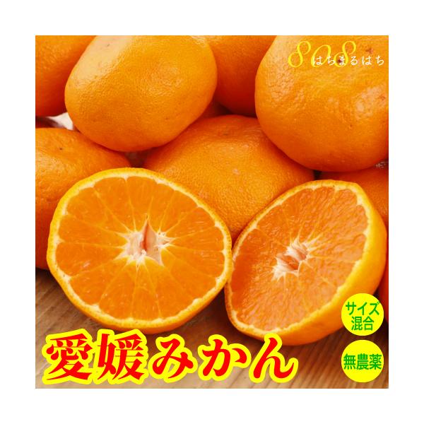 外見に傷があるものや形が不ぞろいなものもありますが、味には自信があります。エコファーマー認定を受けた農家が召し上がられるお客様を考えて手間暇かけて作りました。農薬・防腐剤・ワックスを使用していない健康面からも安心できる愛媛みかんです。ゆうパ...