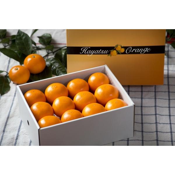 【発売日：2025年12月10日】【お届けは12月中旬〜12月下旬となります】L玉サイズ２４個又はM玉サイズ30個（約3.5kg）を厳選し化粧箱に詰めました。ご贈答におすすめの商品です。お世話になったあの方へ是非どうぞ。 果皮がツルツルとト...