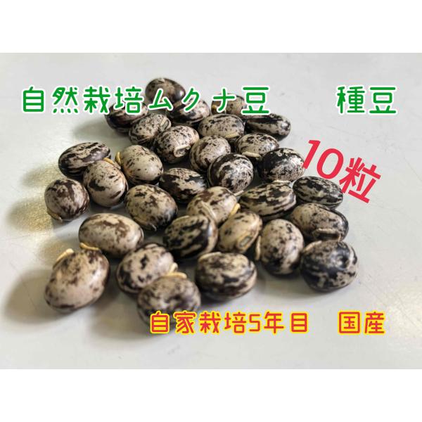 令和6年12月から令和7年1月に収穫したものです。無肥料、無農薬の自然栽培で育てています。自家栽培5年目です。（エコステーションはるかすは自然栽培パーティに参加しています。）種豆としての販売でございますが食品としてお召し上がりいただく事も可...