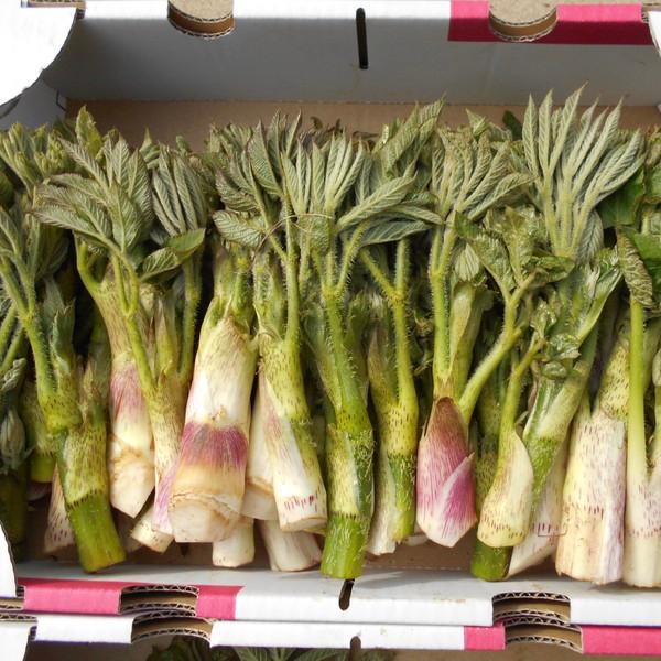 春の訪れを告げるほろ苦さ。春の味覚といえば山菜！　厳しい寒さを乗り越えて地中から目を出したウドは、生命力あふれる春の香り。ほろ苦さとクセがたまりません。スーパーなどで見かける白ウド（軟化ウド）とは一線を角する味と香りです。天ぷらはもちろん、...