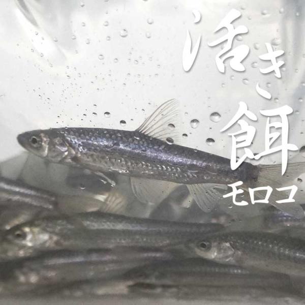 活モロコは、根魚（メバル・カサゴ・ガシラなど）に最適！【仕様】約500ｇ（約100匹）【発送方法】酸素の入った袋に活き餌を入れ、ダンボールで梱包して配送いたします。■注意事項■・産地の滋賀県より翌日到着エリアのみ発送可能です。・生き物になり...
