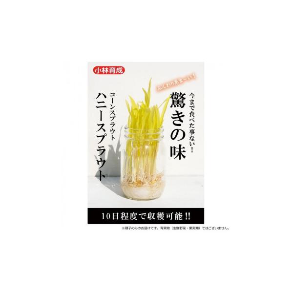 発芽後1週間程度の新芽を食べれるようになります。鮮やかな黄色で甘みがあり、料理の付け合わせに最適です。