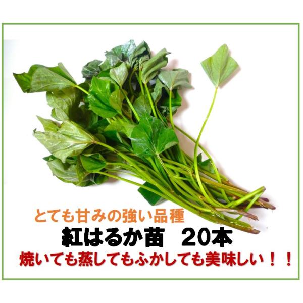 【発売日：2026年06月08日】紅はるか苗20本です。本苗は登録品種です。海外持ち出し禁止です。種類　　　　　　カンショ品種名　　　　　紅はるか品種登録番号　　第19255号生産地　　　　　茨城県（日本）数量　　　　　　20本使用薬剤　　...