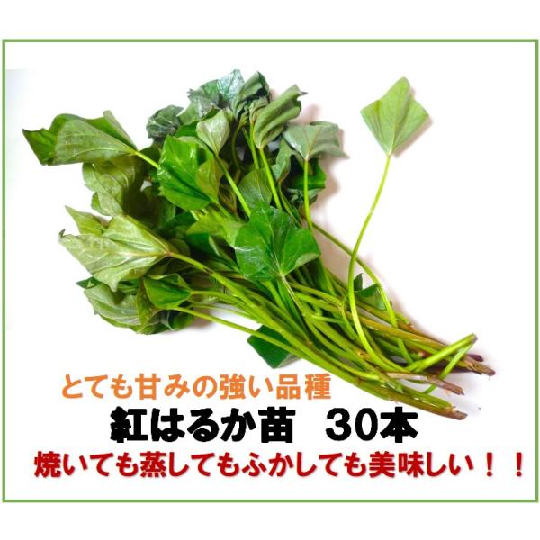 【発売日：2026年05月18日】紅はるか苗30本です。本苗は登録品種です。海外持ち出し禁止です。種類　　　　　　カンショ品種名　　　　　紅はるか品種登録番号　　第19255号生産地　　　　　茨城県（日本）数量　　　　　　30本使用薬剤　　...