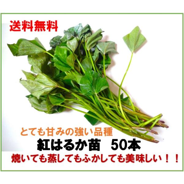 【発売日：2026年05月18日】紅はるか苗50本です。本苗は登録品種です。海外持ち出し禁止です。種類　　　　　　カンショ品種名　　　　　紅はるか品種登録番号　　第19255号生産地　　　　　茨城県（日本）数量　　　　　　50本使用薬剤　　...