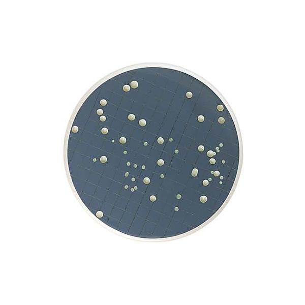 ●<商品詳細参考ページ>外部リンク：https://axel.as-1.co.jp/asone/d/61-0194-39/●容量、mL：2●アプリケーション：ソフトドリンクやその他飲料試験のための酵母およびカビの検出用●テストの...