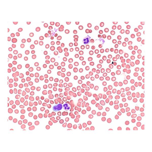 ●<商品詳細参考ページ>外部リンク：https://axel.as-1.co.jp/asone/d/61-0289-80/●事業者向け商品です。