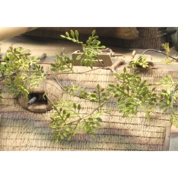 商品画像は着色完成例となっております。無着色のペーパークラフトとなっております。１ミリぐらいの葉が付いた小枝のセットです。葉脈までていねいに加工しました。1/48、1/72の樹木にも使えます。葉脈も再現されています。葉は再生紙をレーザーカッ...