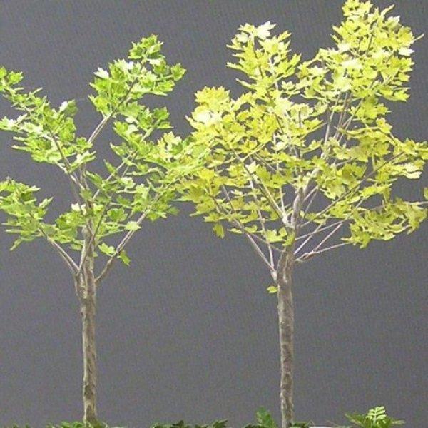 商品画像は着色完成例となっております。無着色のペーパークラフトとなっております。光を透過するトレーシングペーパー仕様です。葉は大きめで形にも特徴があります。古くからヨーロッパの街路樹として有名です。素材に薄手のトレース紙を使用しているため、...