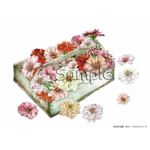 商品名： シャドープリント  「百日草の収穫」 メール便/宅配便可品　番： my-33サイズ： サイズ：約148×210mm（プリント6枚入）A5サイズ