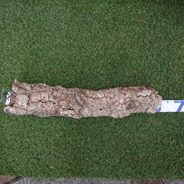 ポルトガル産の天然コルク樹皮（チューブ状）です。コルク樫の樹皮から作られた天然素材で、軽量で耐久性があり、爬虫類テラリウムのレイアウト素材やシェルターとして人気があります。筒状の形状は爬虫類の隠れ家として使用しやすく、自然に近い環境を再現す...